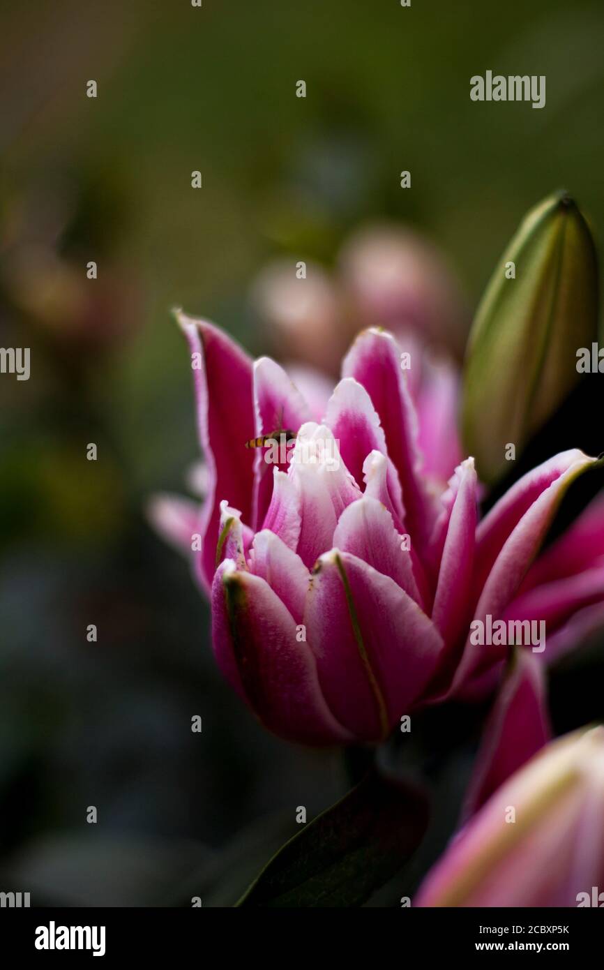 Rose lily hi-res stock photography and images - Alamy
