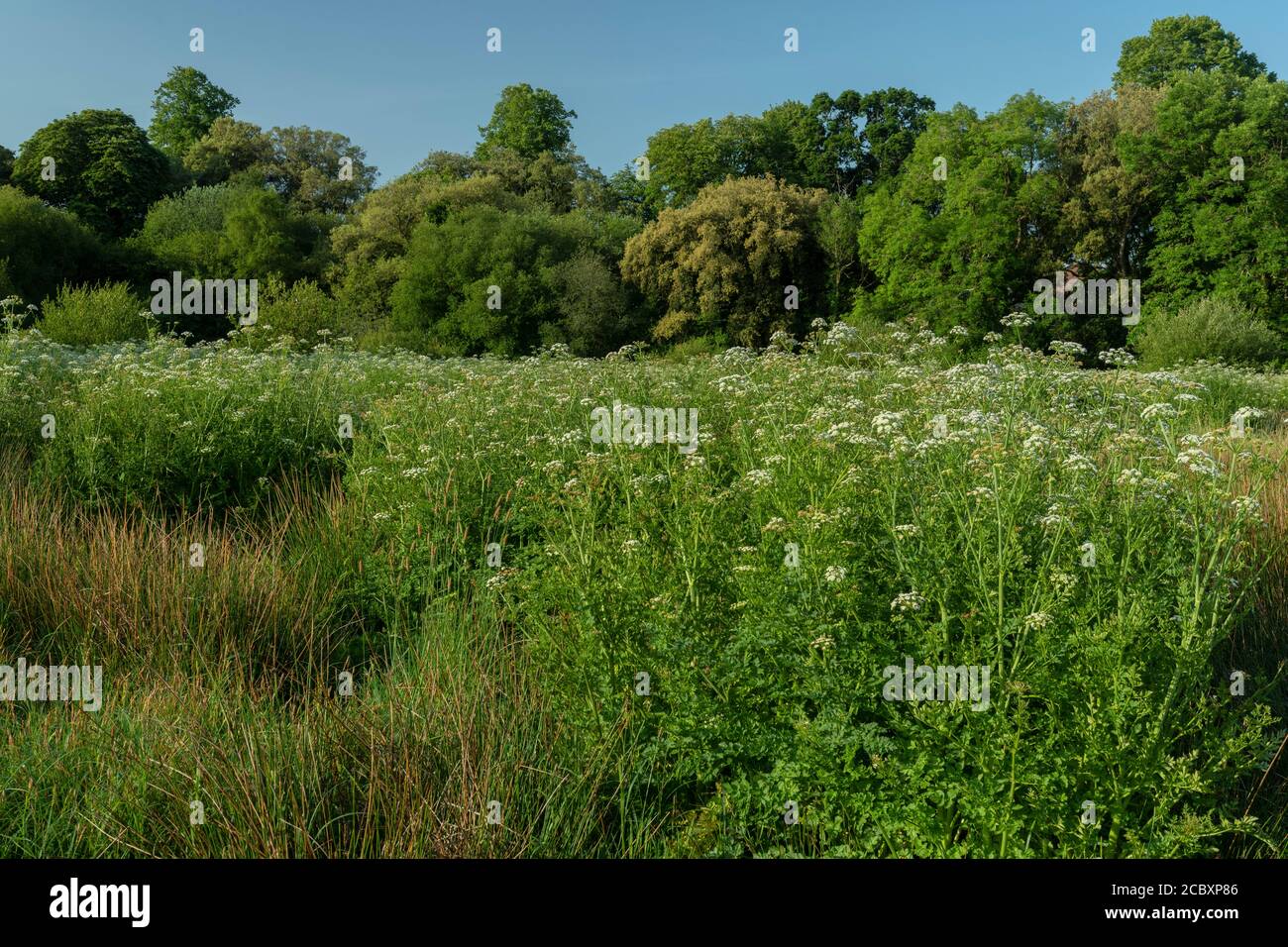 Riparian flood plain hi-res stock photography and images - Alamy