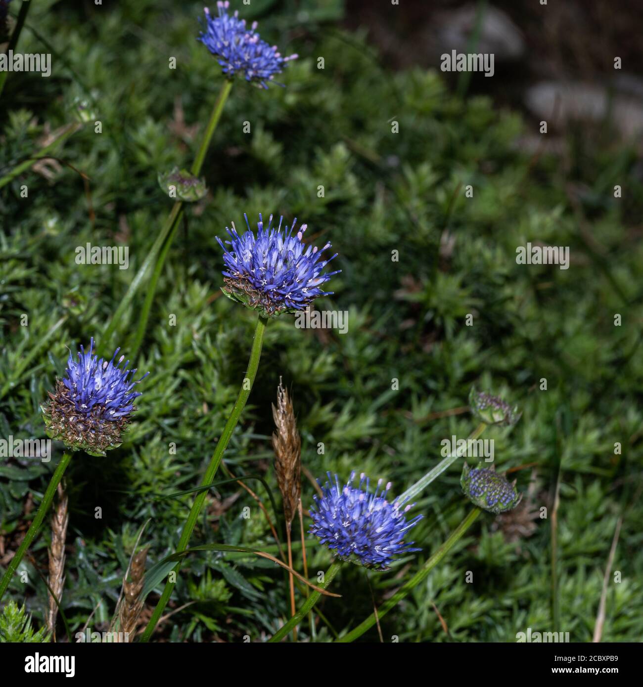 Sheep's-bit (Jasione montana) flowers also known as blue bonnets, blue ...