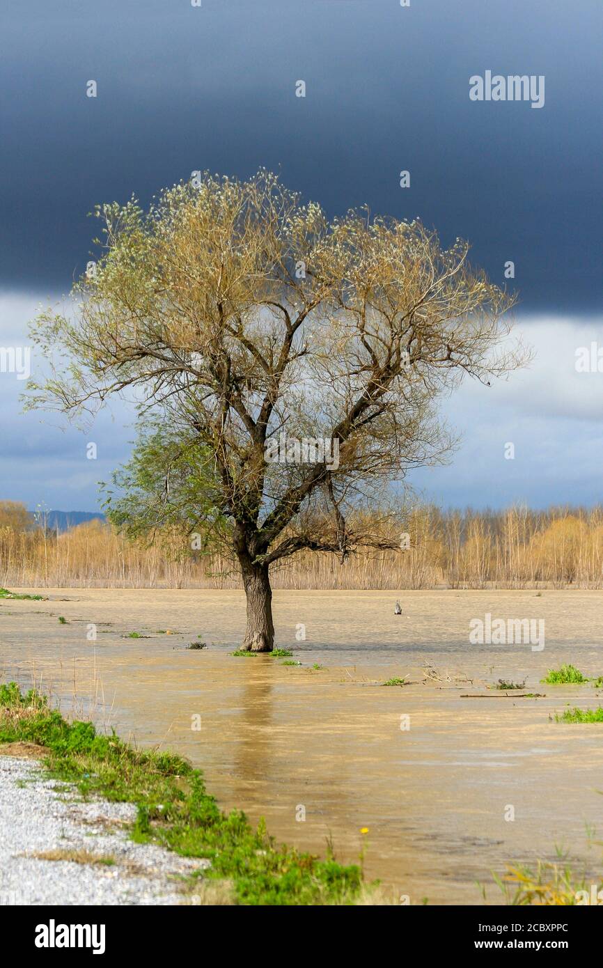 The only tree standing in the water Stock Photo - Alamy