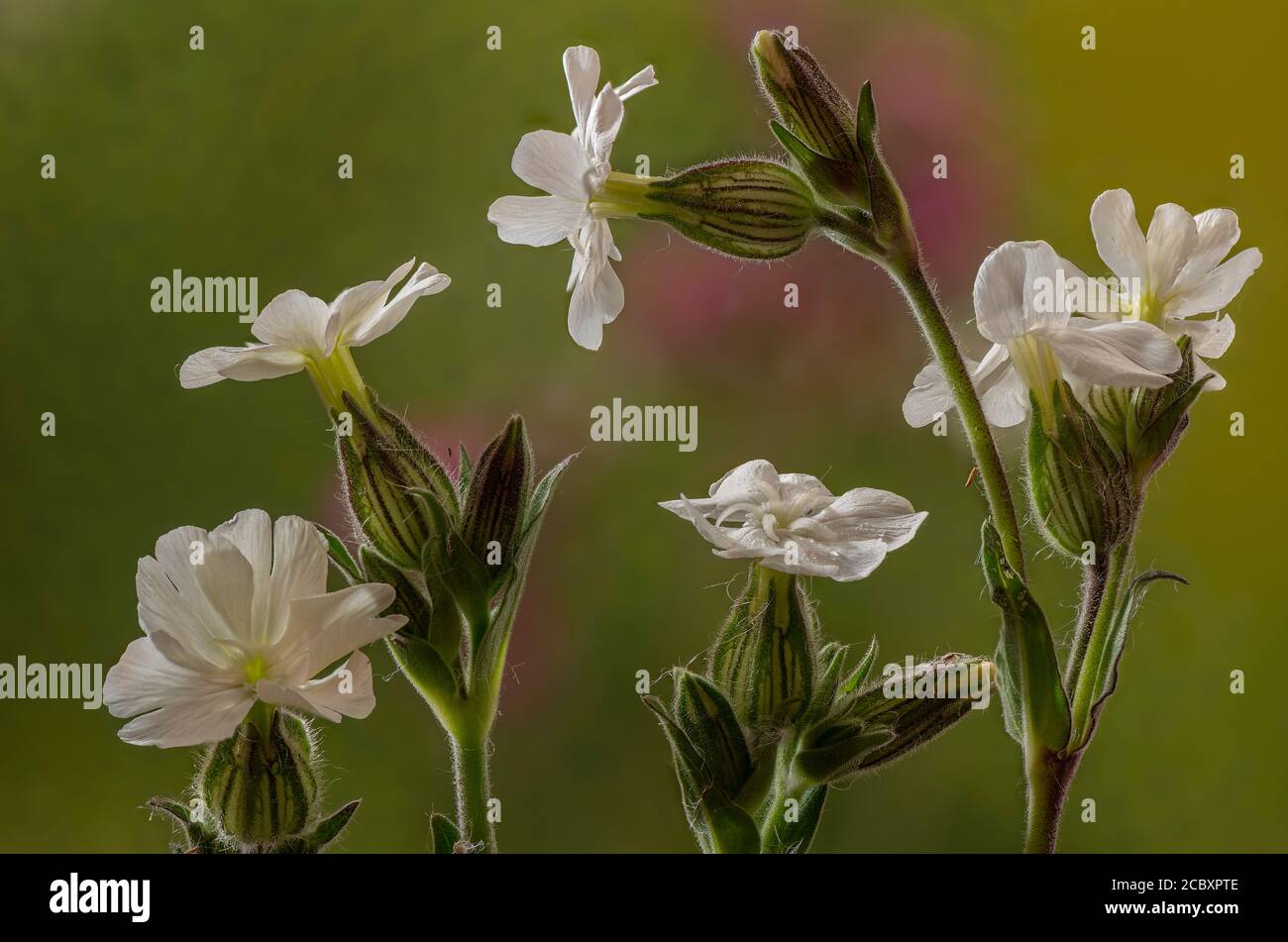 White Campion, Silene latifolia subsp. alba in flower in cornfield ...