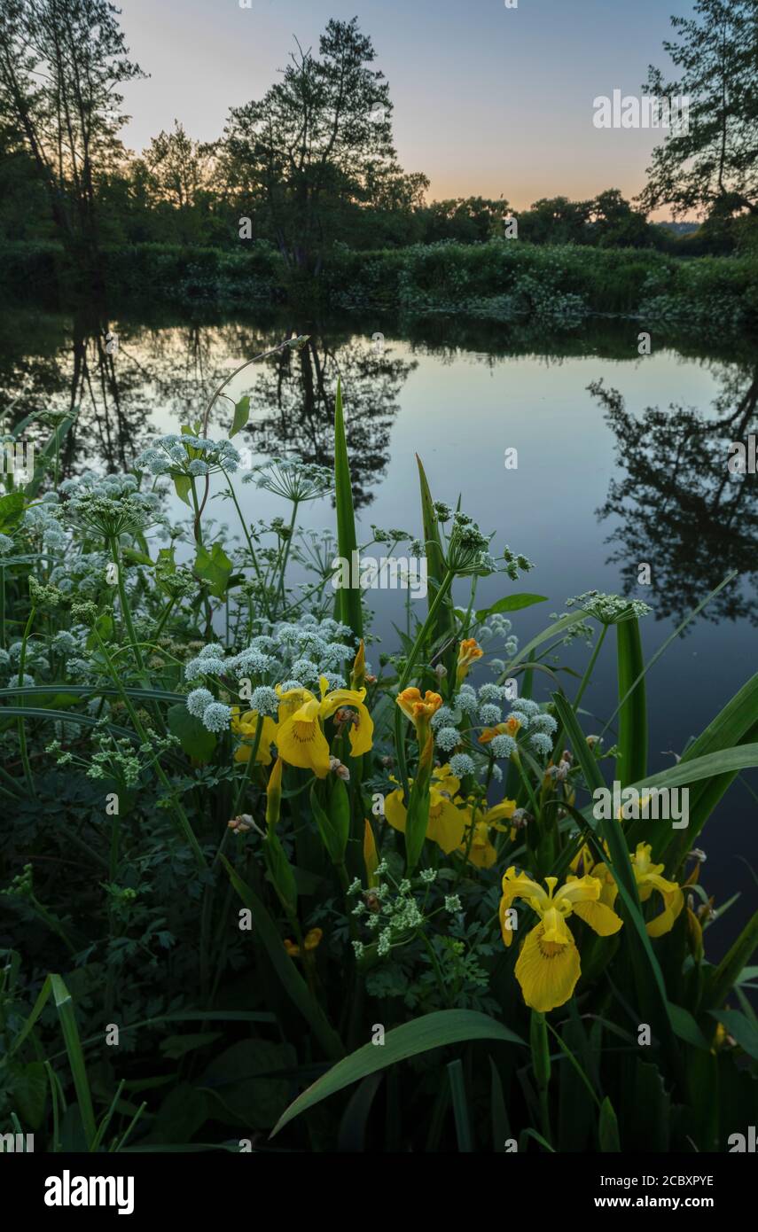 Hemlock Water Dropwort and Yellow Iris growing by the River Stour, with ...