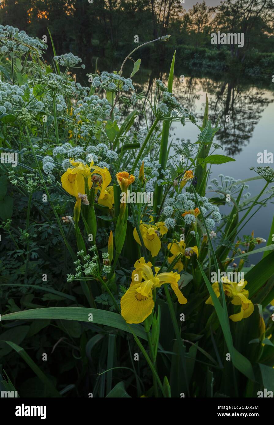 Hemlock Water Dropwort and Yellow Iris growing by the River Stour ...