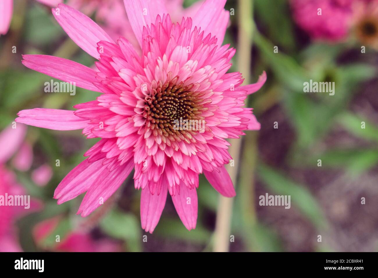 Pink Echinacea purpurea 'Southern Belle' coneflower in bloom in the ...