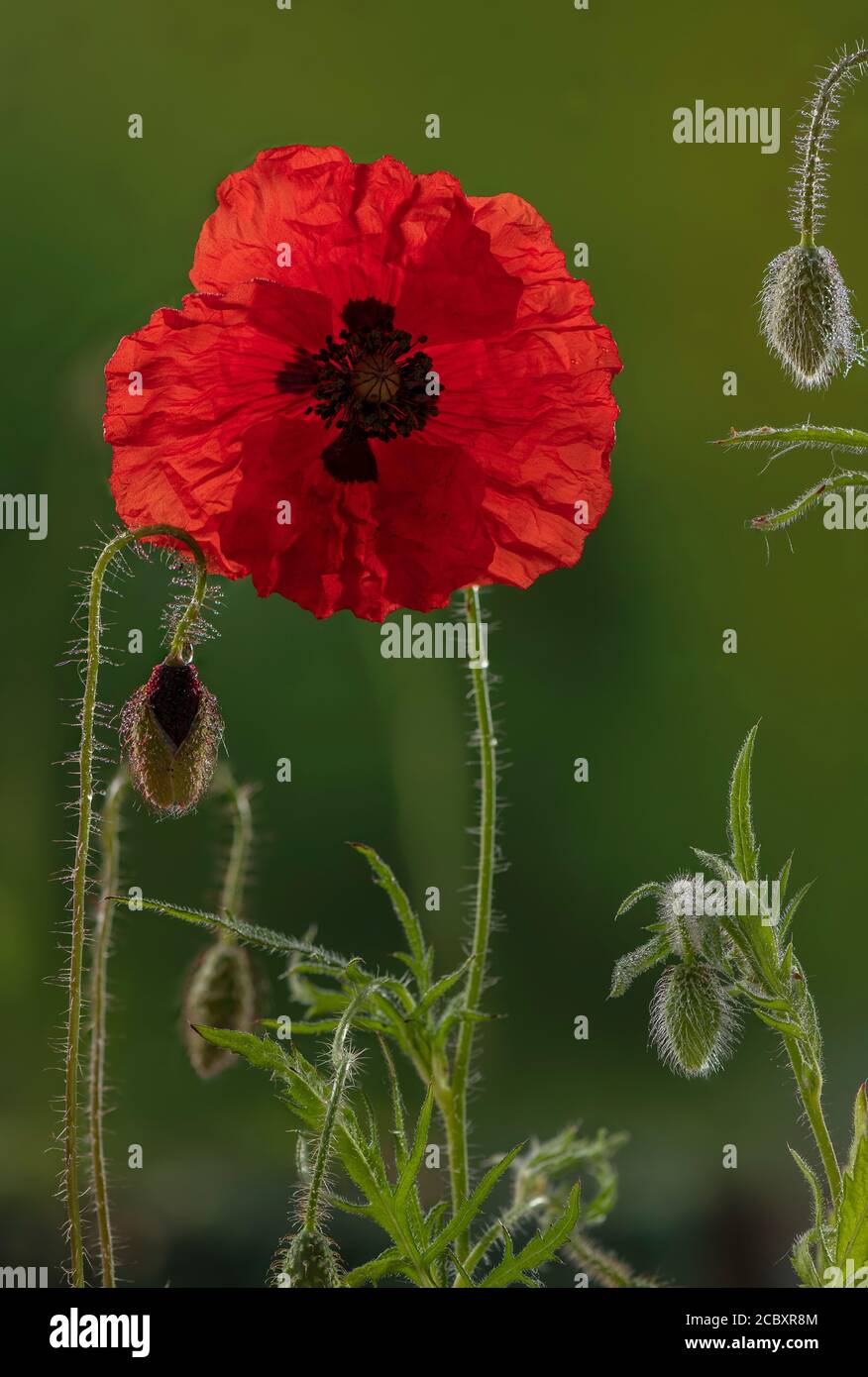 Common Poppy, Papaver rhoeas, in flower and bud, early morning Stock ...