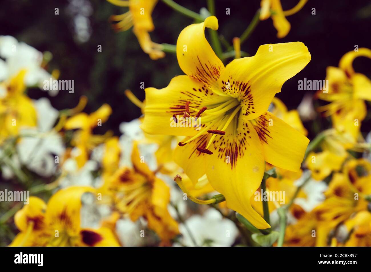 'Yellow Bruse' lily in bloom in the summer months Stock Photo - Alamy
