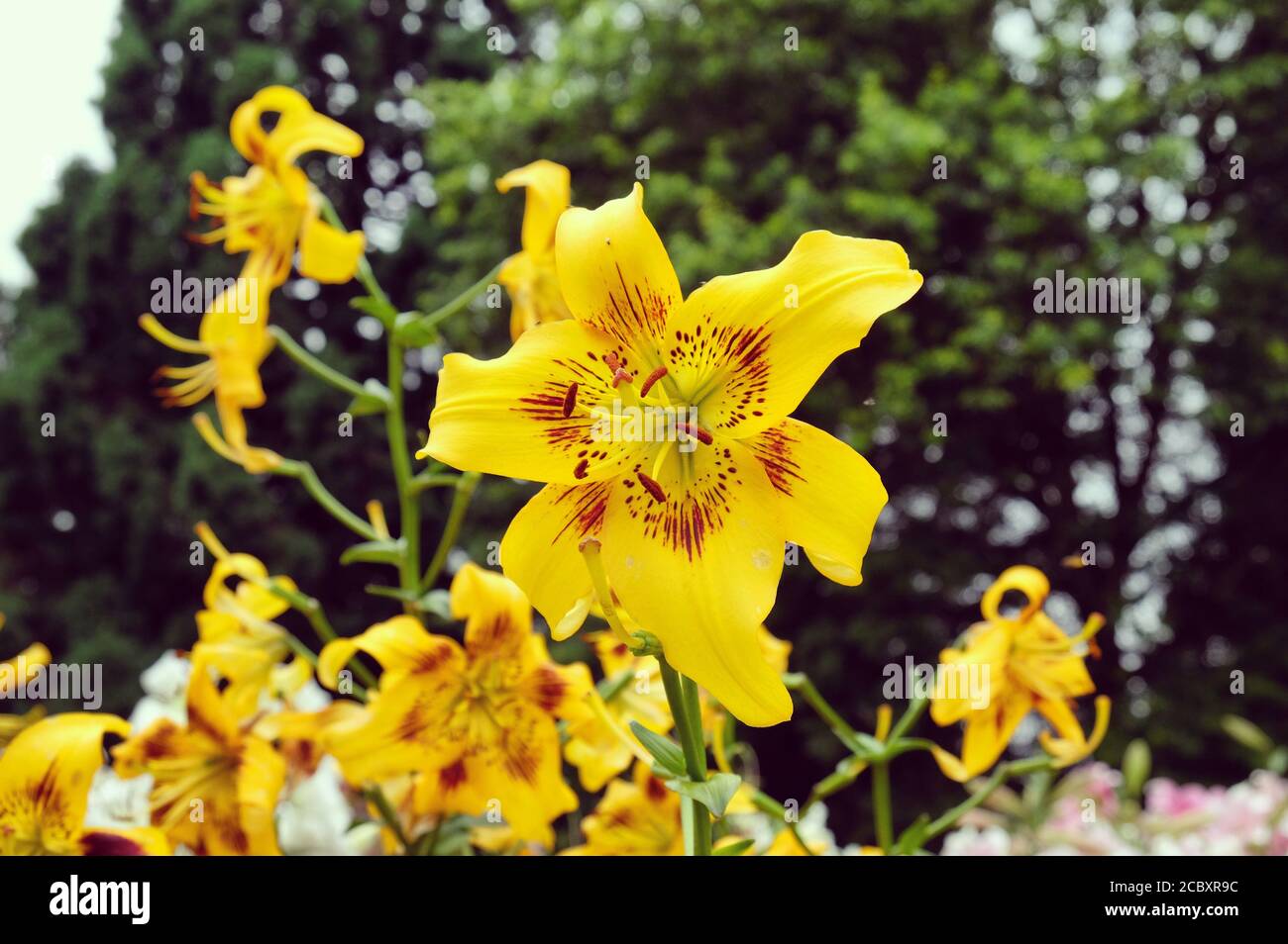 Bruse High Resolution Stock Photography and Images - Alamy