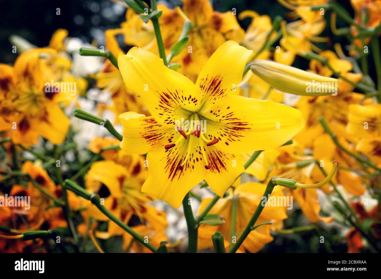 'Yellow Bruse' lily in bloom in the summer months Stock Photo - Alamy