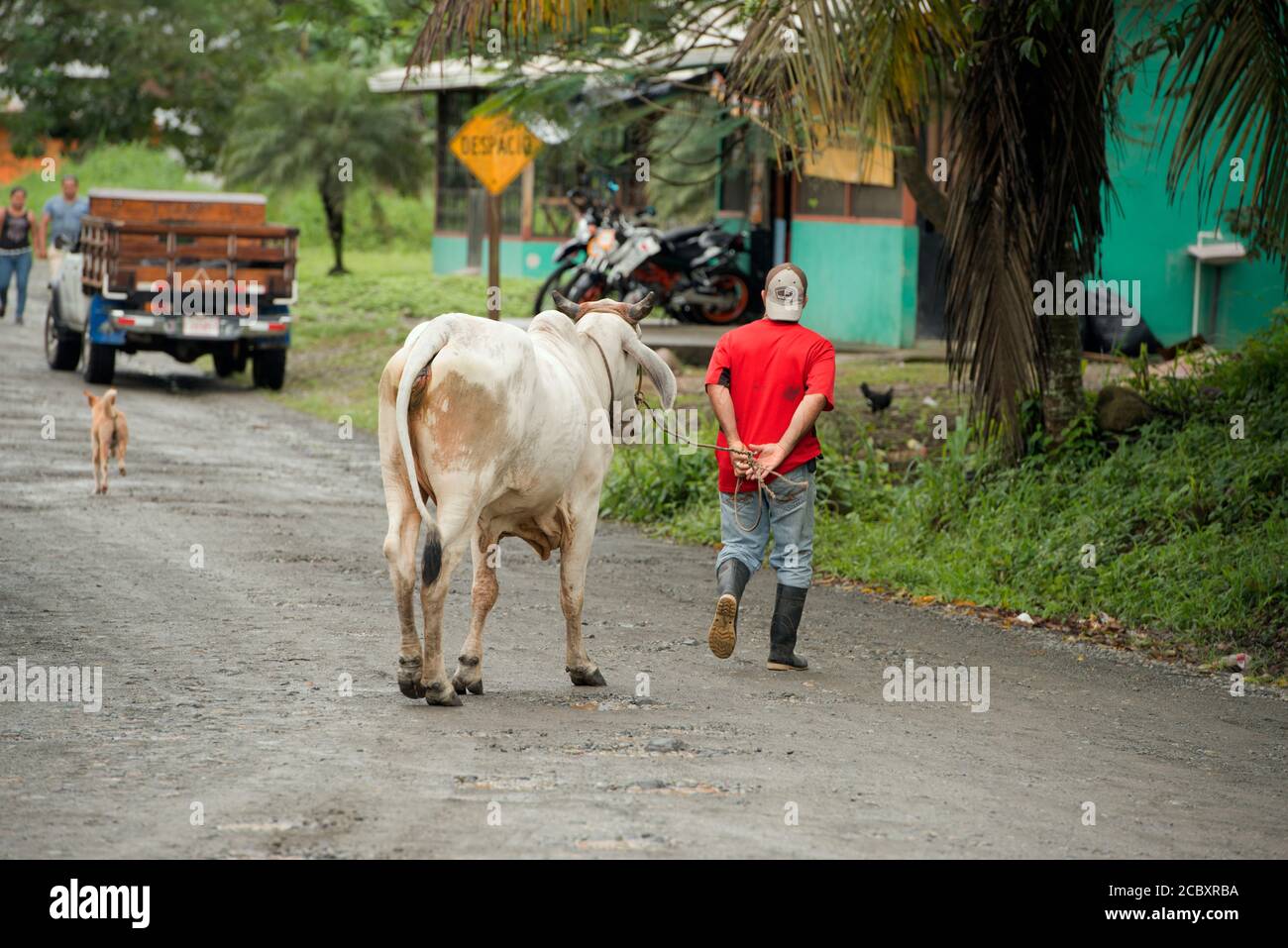 An indigenous Bribri man leading his cow in the village of Suretka ...