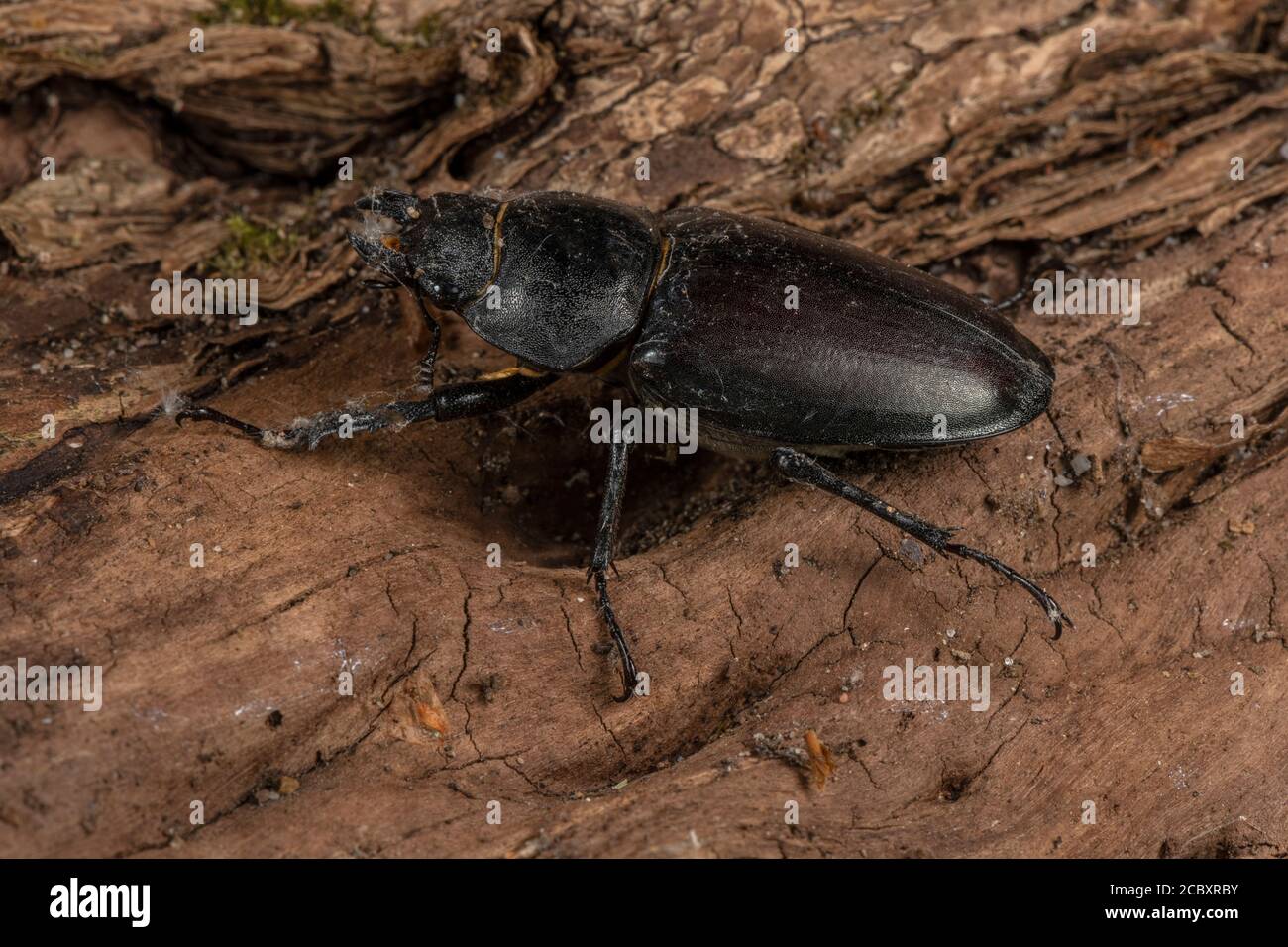 Female stag beetle hi-res stock photography and images - Alamy