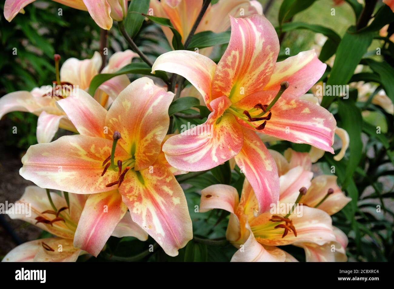 Zelmira hi-res stock photography and images - Alamy