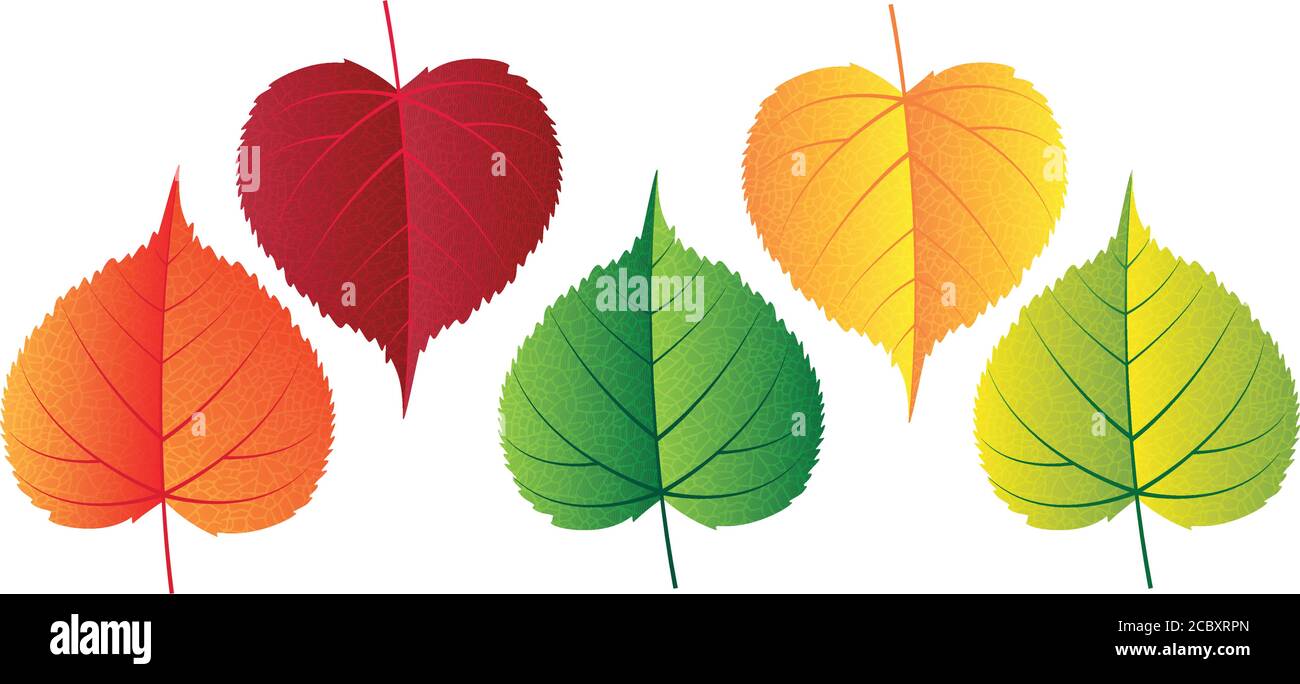 Vector colorful autumn falling leaves - design elements Stock Vector ...