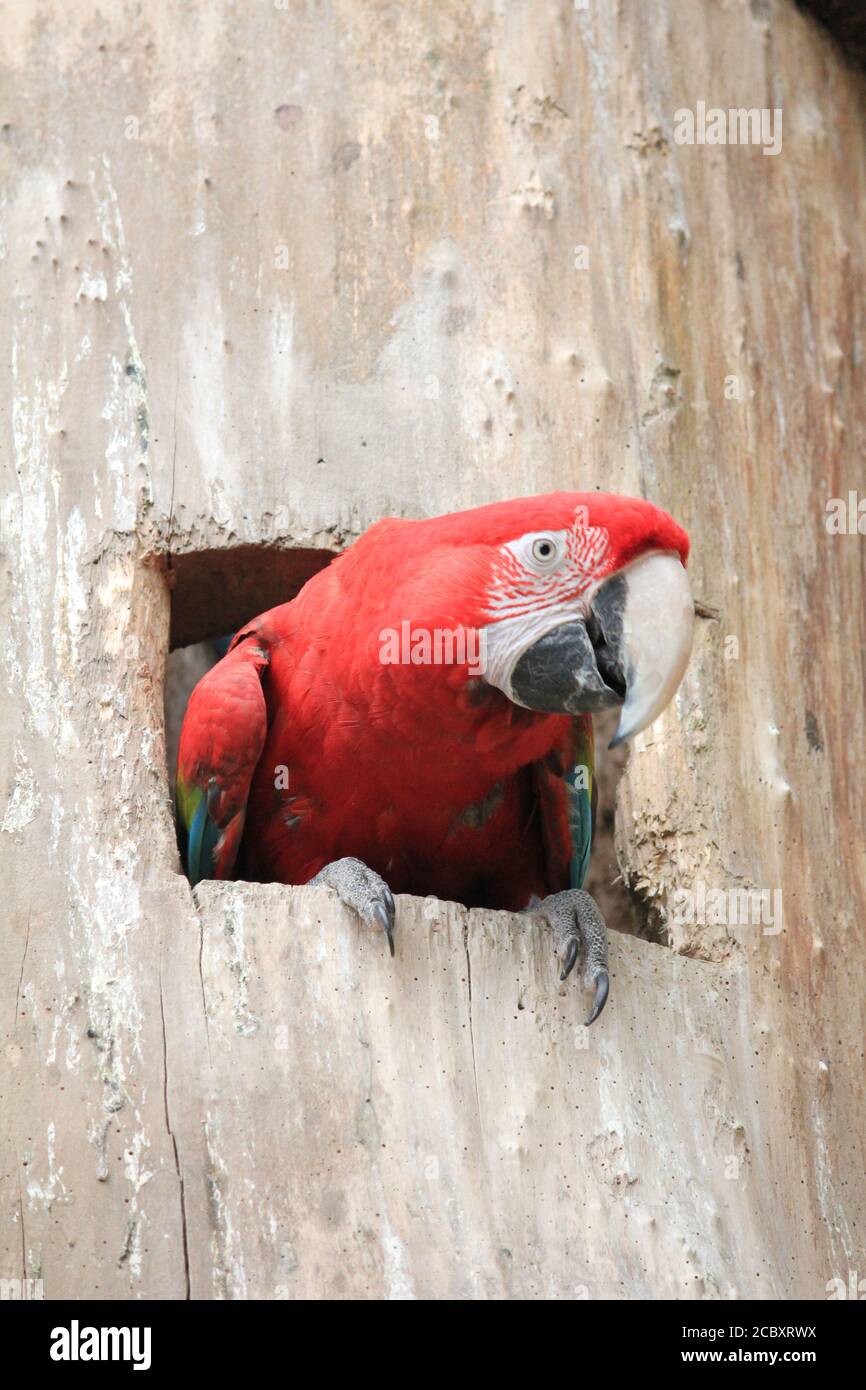 Female feet long toes hi-res stock photography and images - Alamy