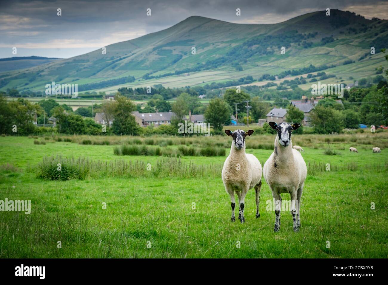 Sheep in The Derbyshire Peak District, England Stock Photo - Alamy
