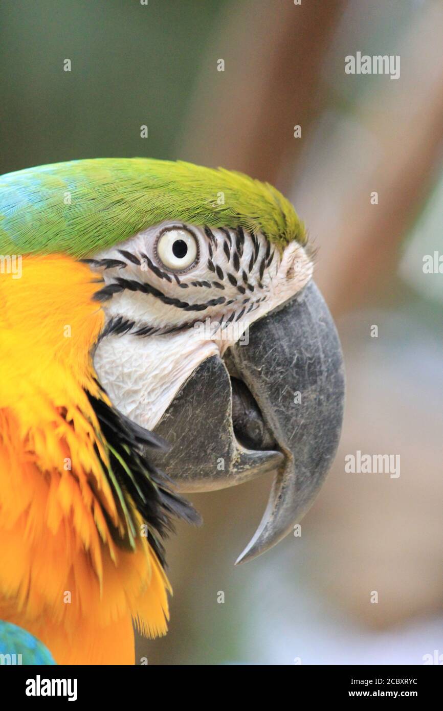 Loud macaw hi-res stock photography and images - Alamy
