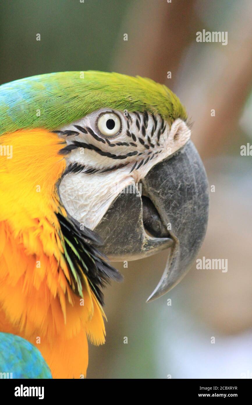 Female feet long toes hi-res stock photography and images - Alamy