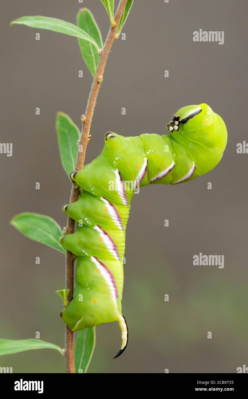 Privet Hawk Moth Stock Photo - Alamy
