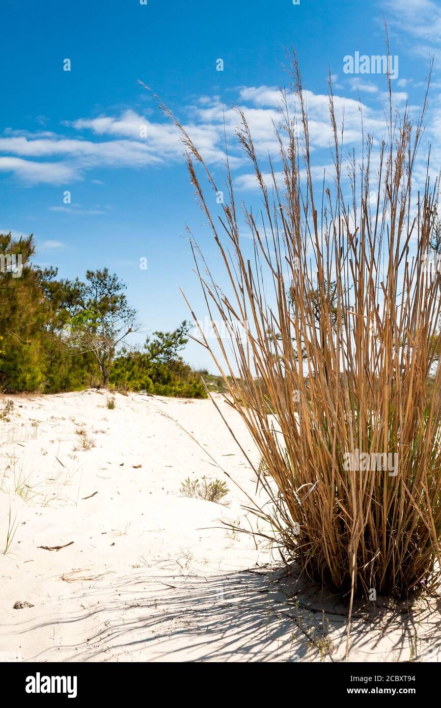Coastal reeds hi-res stock photography and images - Alamy