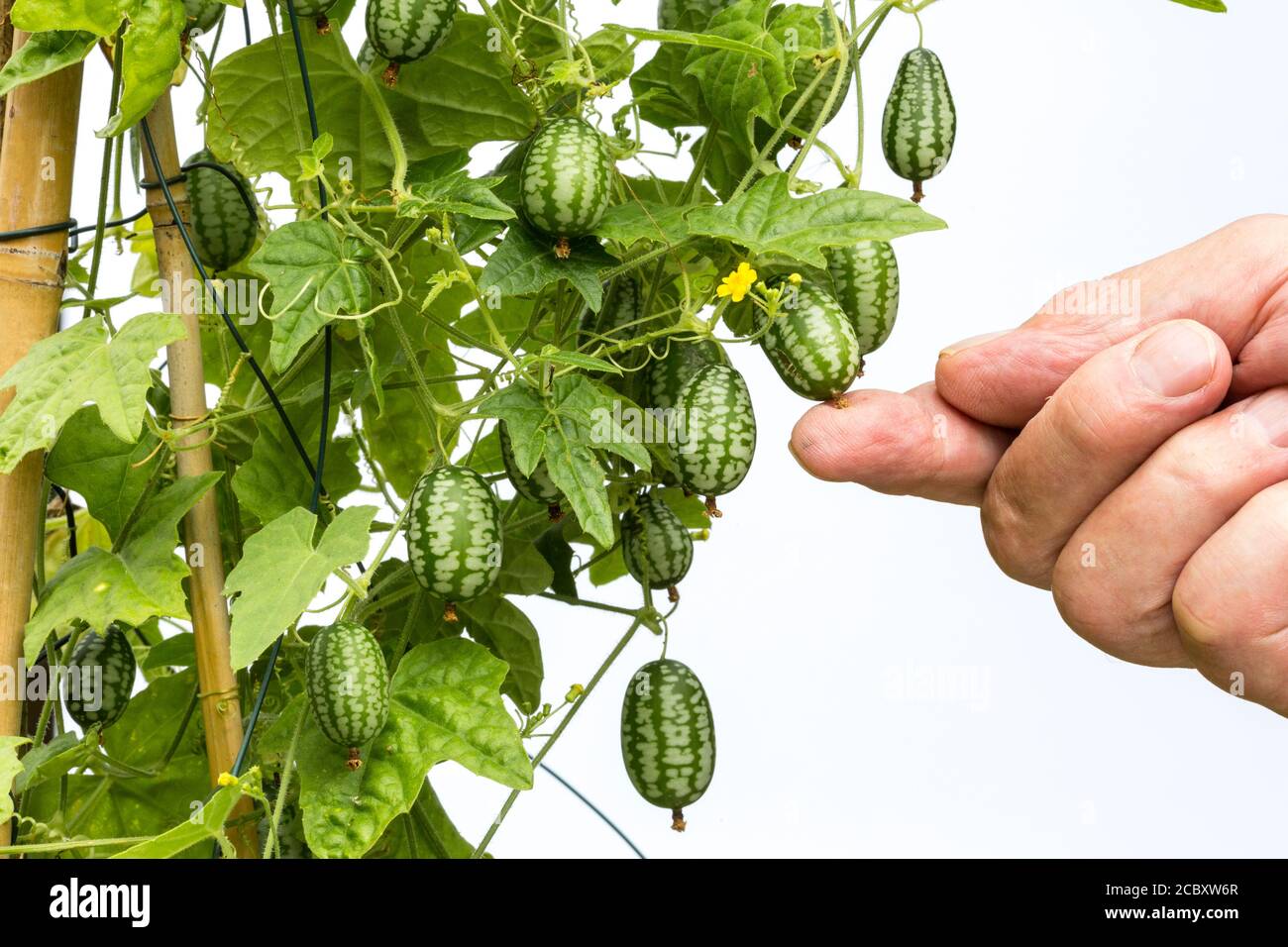 Cucamelon fruits on a cucamelon plant (Melothria Scabra Stock Photo - Alamy