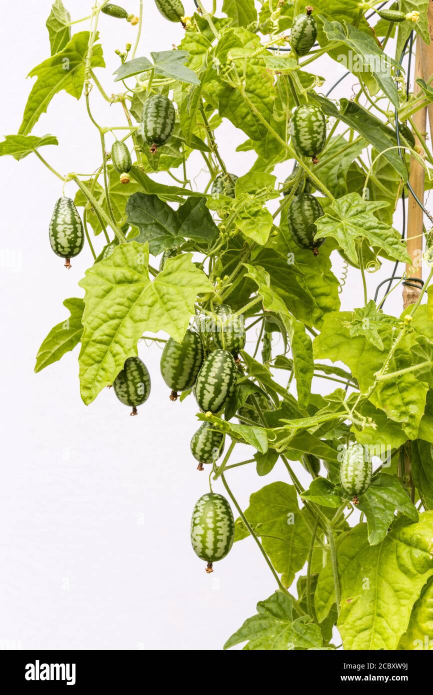 Cucamelon fruits on a cucamelon plant (Melothria Scabra Stock Photo - Alamy