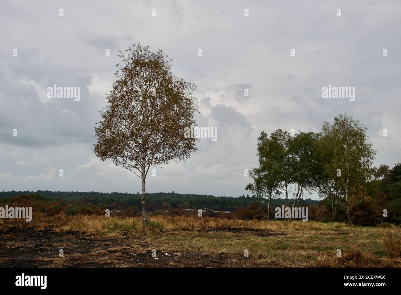 A sole silver birch tree (betula pendula) standing alone on burnt ...