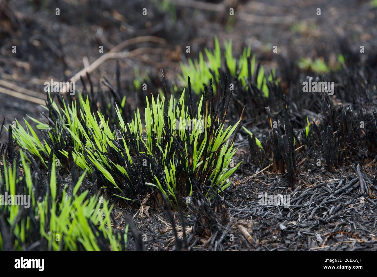 Ash grass hi-res stock photography and images - Alamy