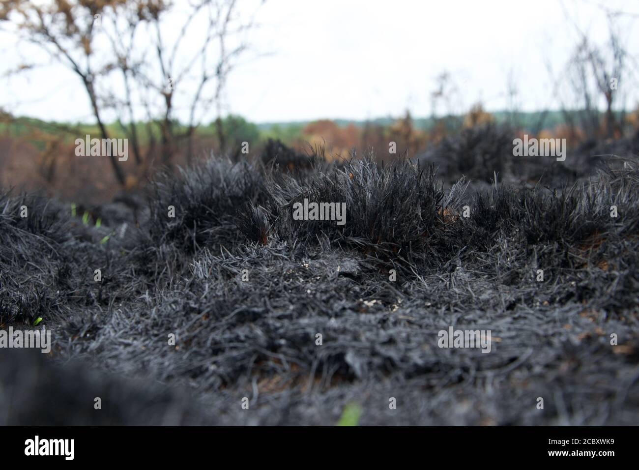 Burnt black grasses on a heathland after a wild fire; charred tussocks ...