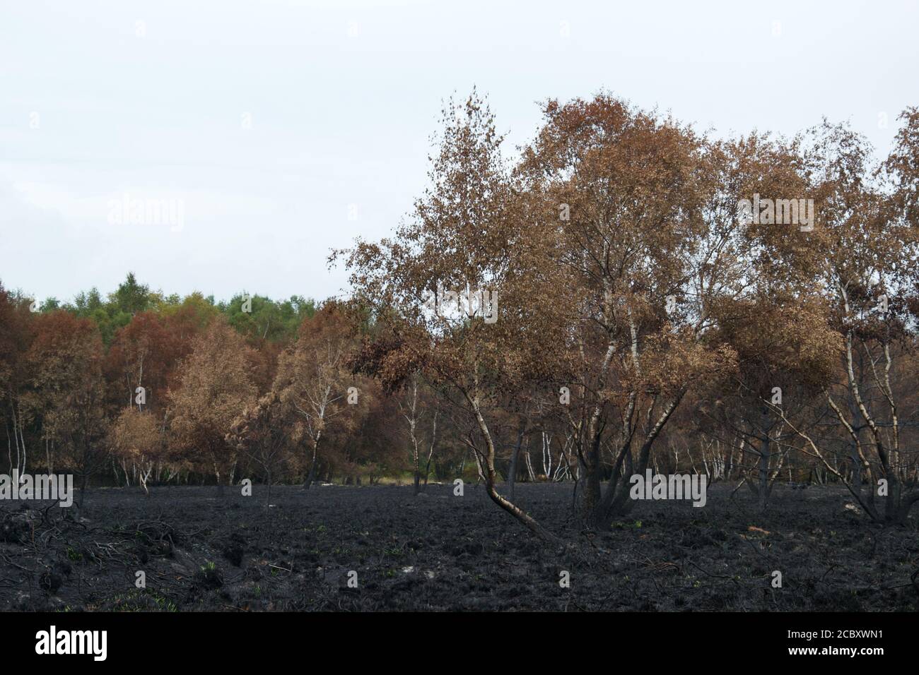 Burnt silver birch trees (betula pendula) on charred heathland after a ...