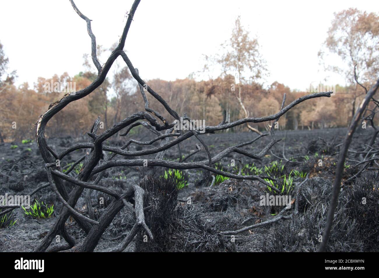 Tangled ashen branches, where once were bushes, with ashy ground in the ...