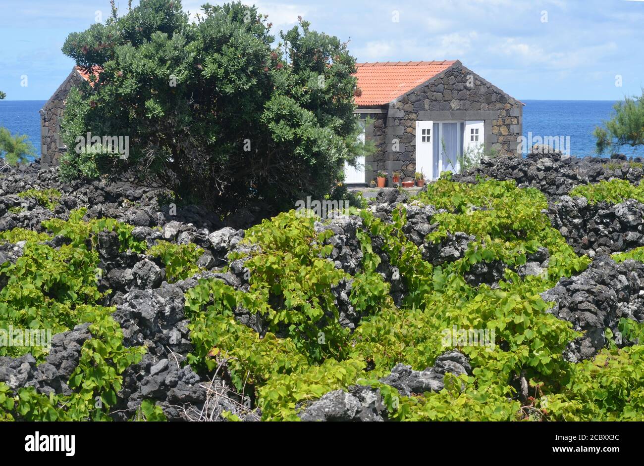 Rural architecture using basaltic rock in Pico island, Azores ...