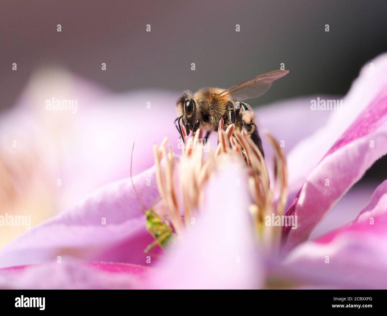 The bee pollinates the flowers. The bee gather honey Stock Photo - Alamy