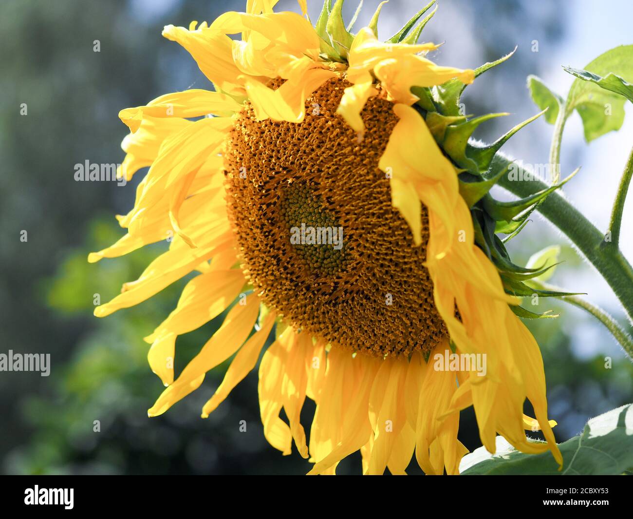 Big flower of a sunflower with seeds Stock Photo - Alamy
