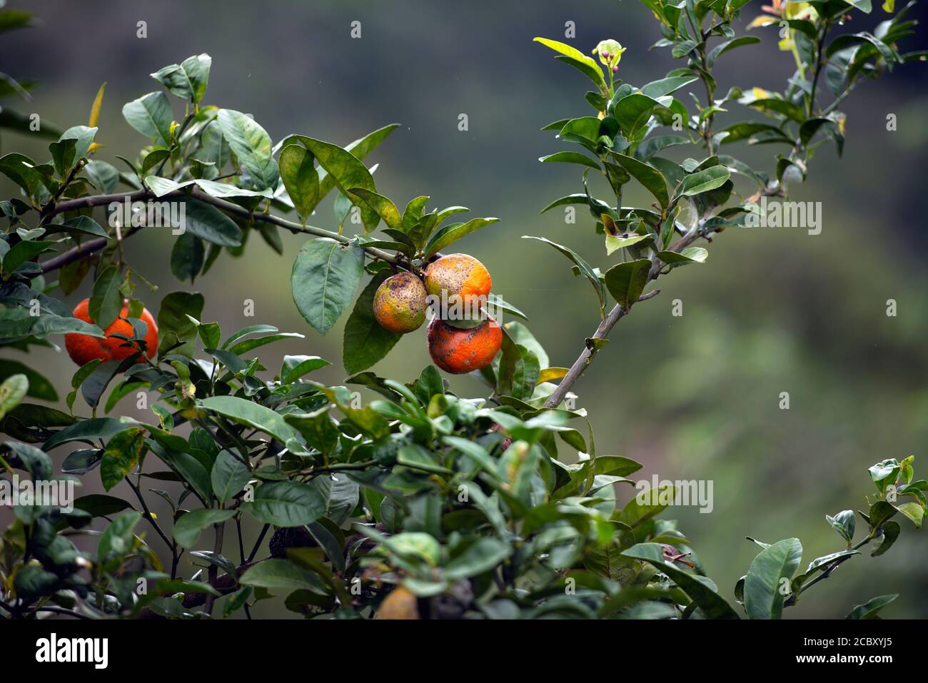 Oranges suffering disease brought on by climate change Stock Photo - Alamy