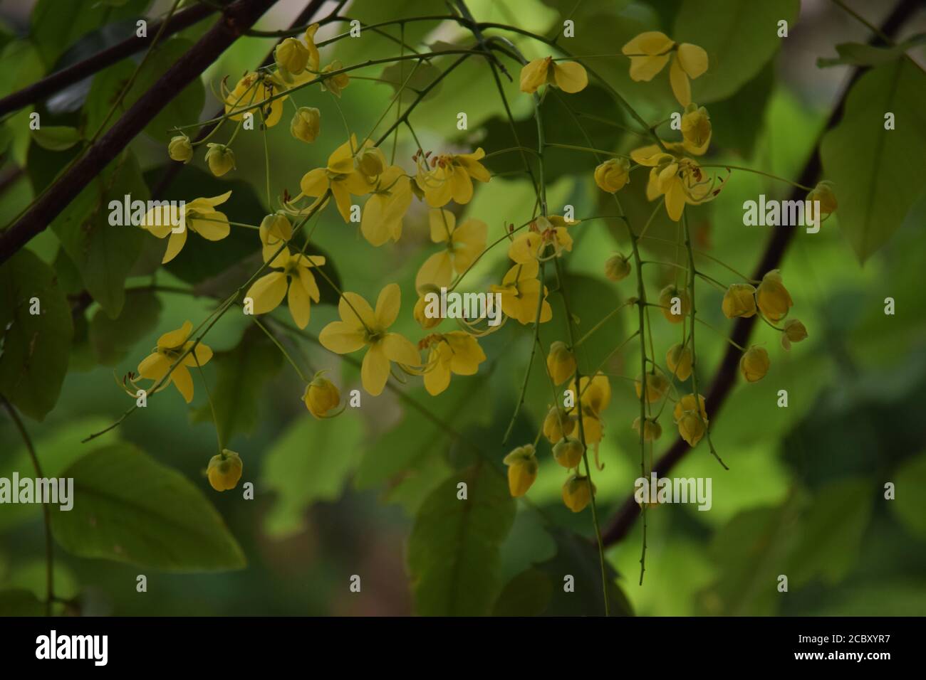 beautiful golden shower tree and flowers, cassia fistula Stock Photo ...