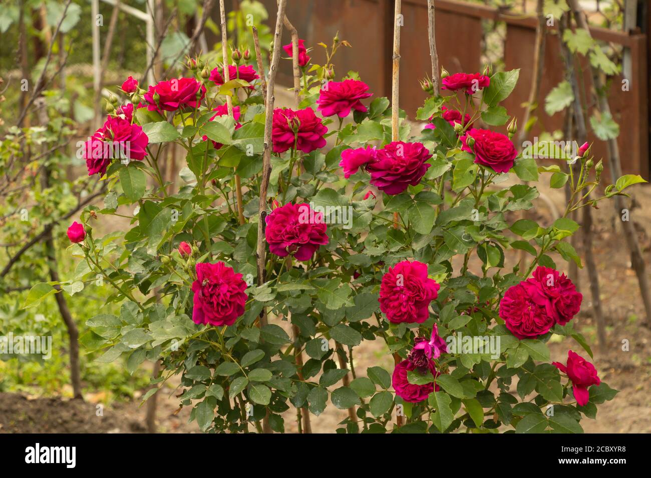 Lots of red roses hi-res stock photography and images - Alamy