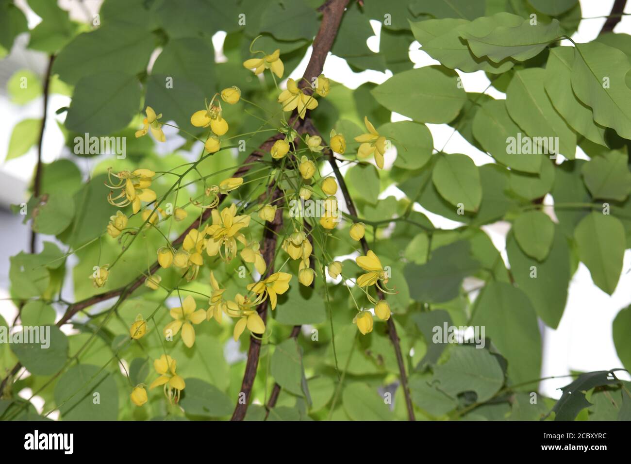 beautiful golden shower tree and flowers, cassia fistula Stock Photo ...