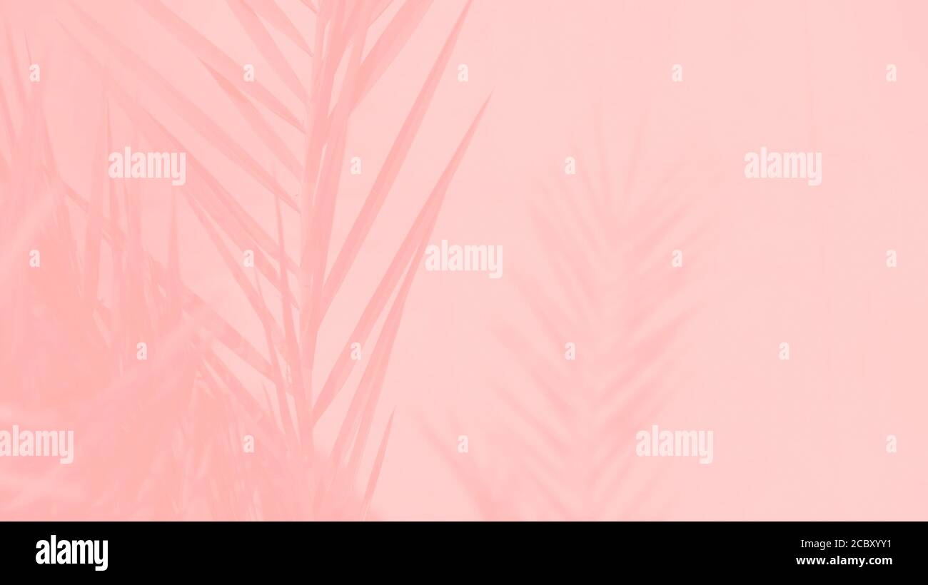 Pink coral date palm leaves on light pink panorama background Stock ...