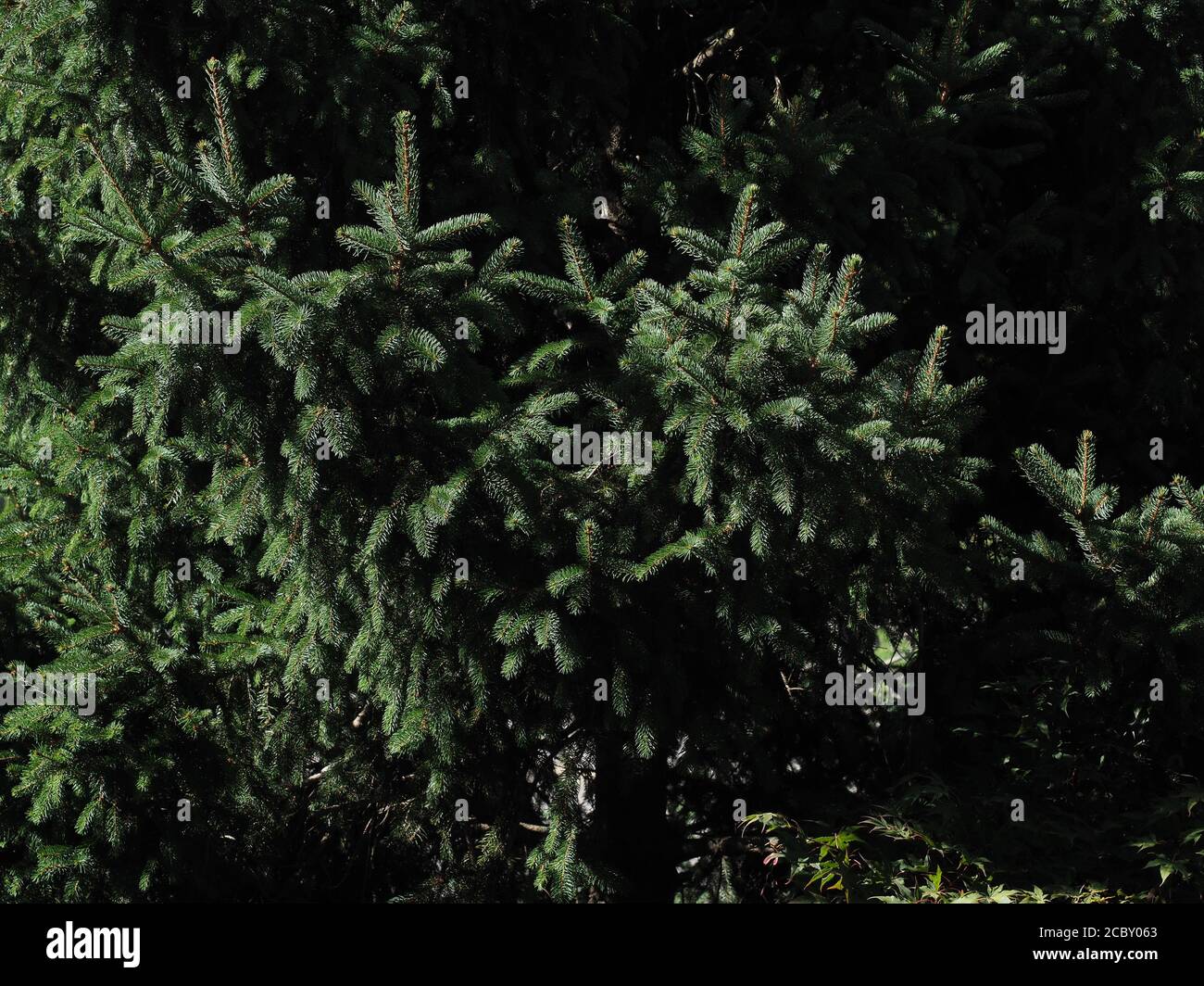 pine tree leaves useful as a natural background texture Stock Photo - Alamy