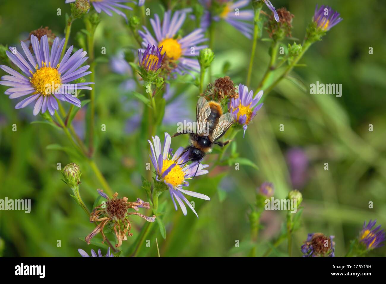Family syrphidae hi-res stock photography and images - Alamy