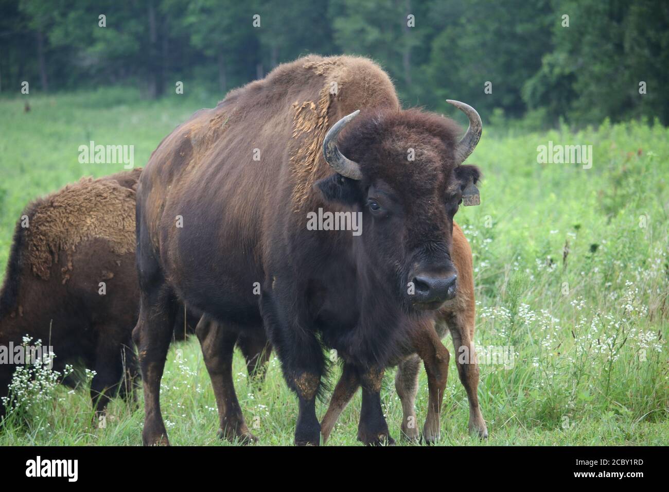 A bison spotted at a wildlife sanctuary in Kentucky Stock Photo - Alamy