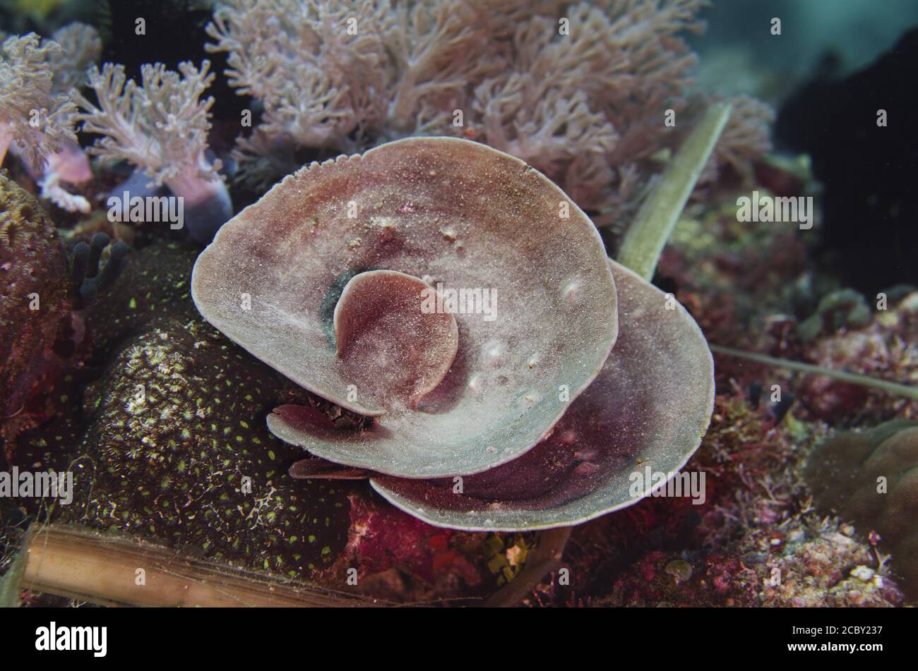 Indo pacific ocean underwater reef roberto nistri horizontal sponges ...