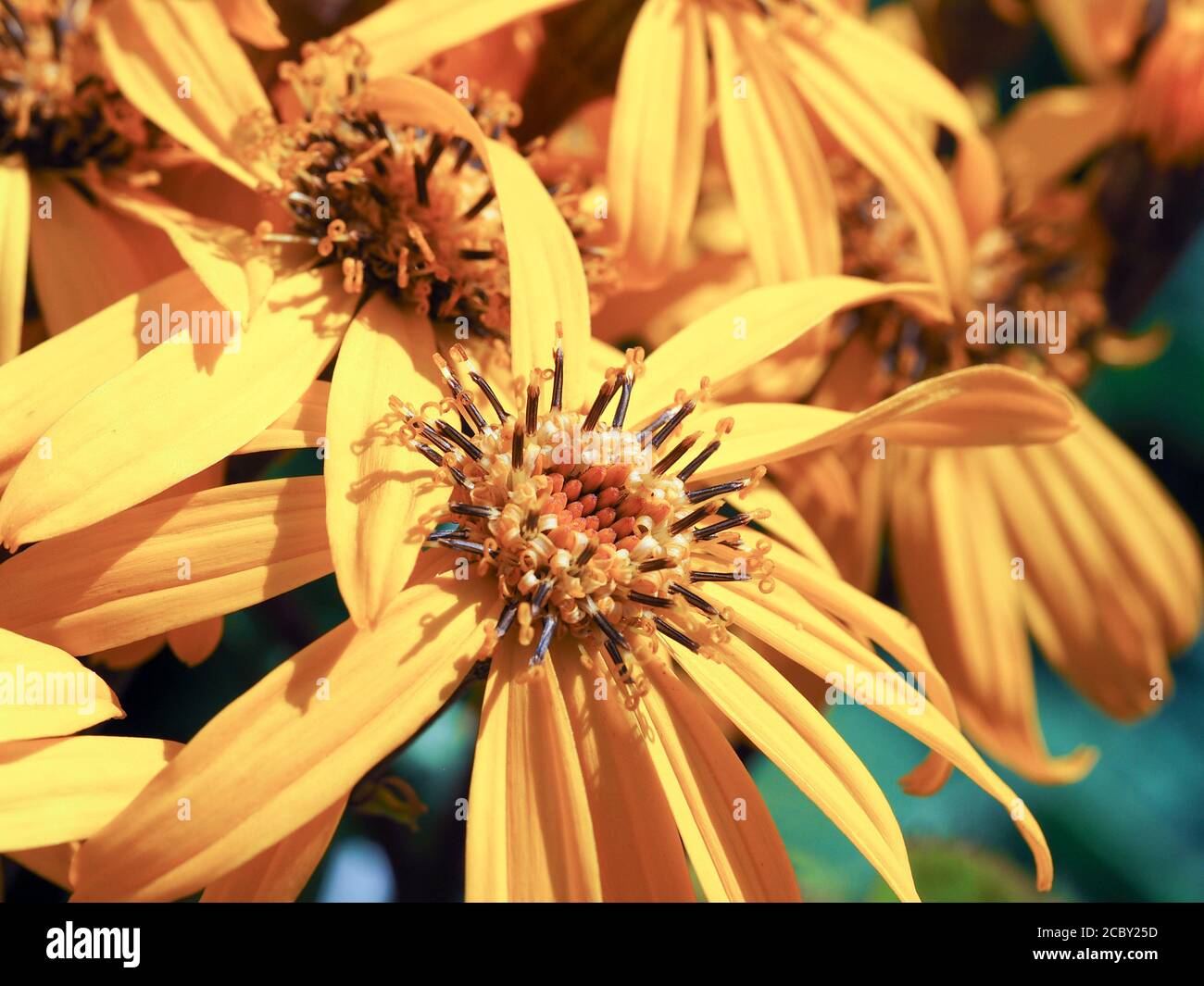 Unusual beautiful yellow flowers in the garden Stock Photo - Alamy
