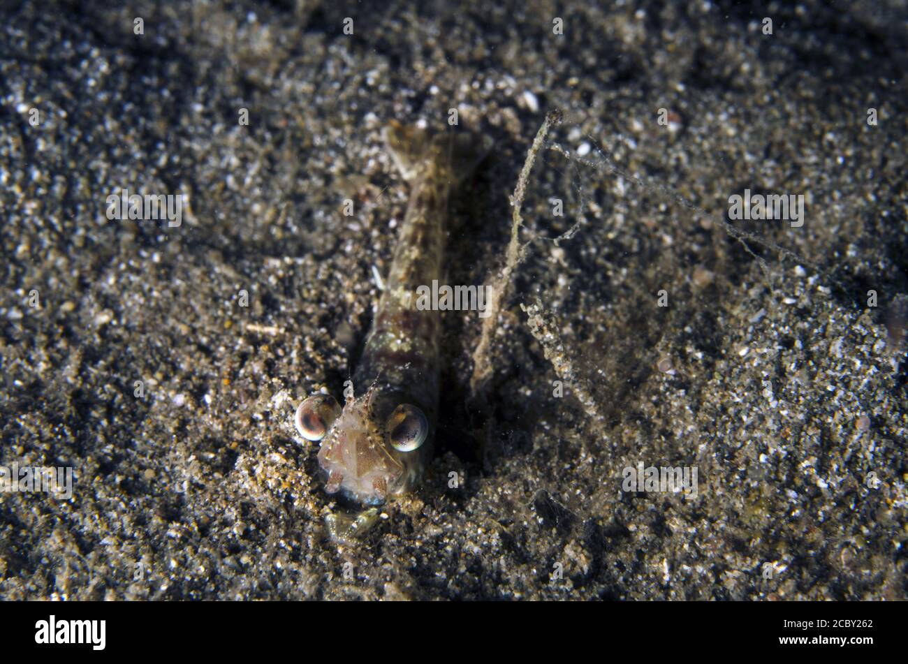 Long arm prawn, Heteropenaeus longimanus, Peneaidae, Anilao, Batangas ...