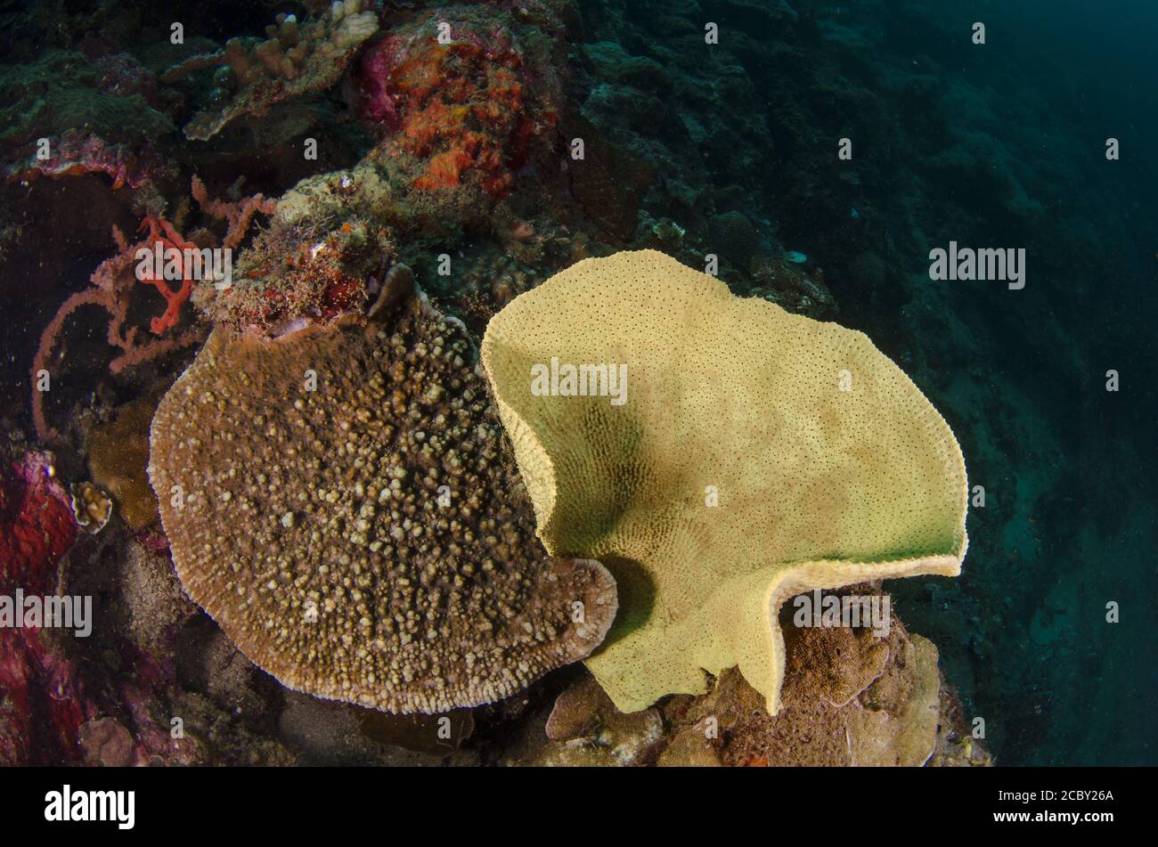 Elephant Ear Sponge, Ianthella basta, Ianthellidae, Anilao, Philippines ...