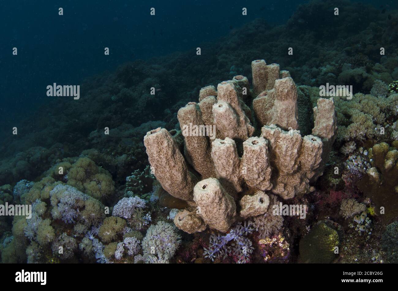 Invertebrate sponge hi-res stock photography and images - Alamy