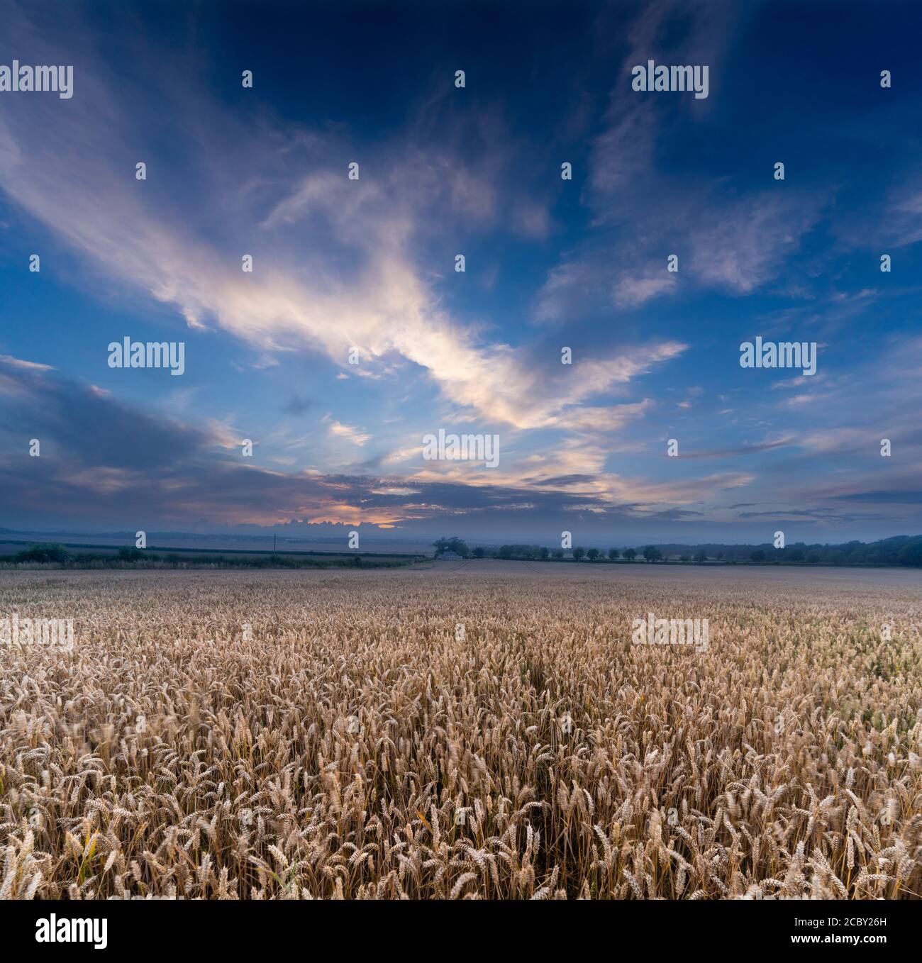 Sunset field wheat wheatfield hi-res stock photography and images - Alamy