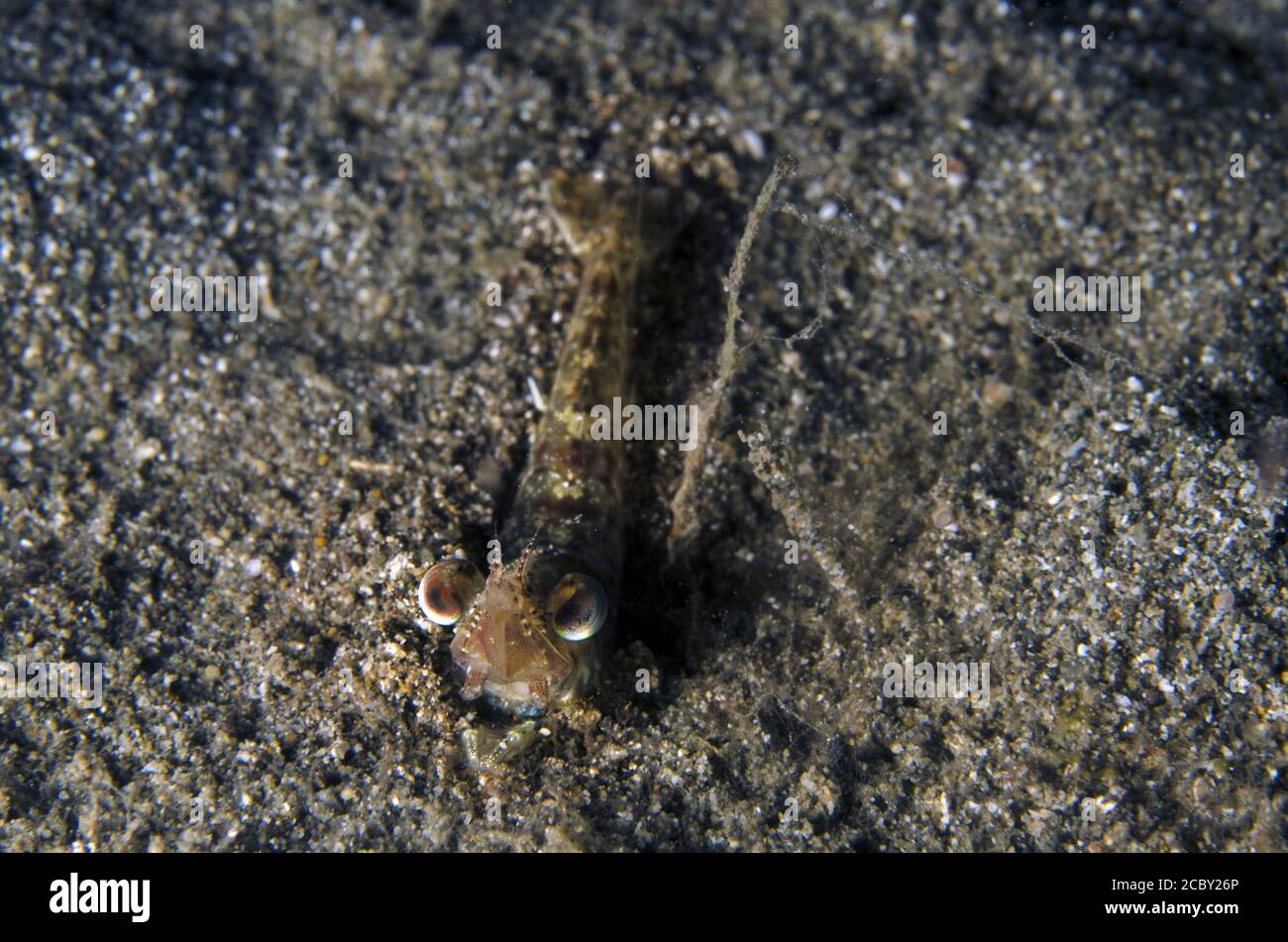 Long arm prawn, Heteropenaeus longimanus, Peneaidae, Anilao, Batangas ...