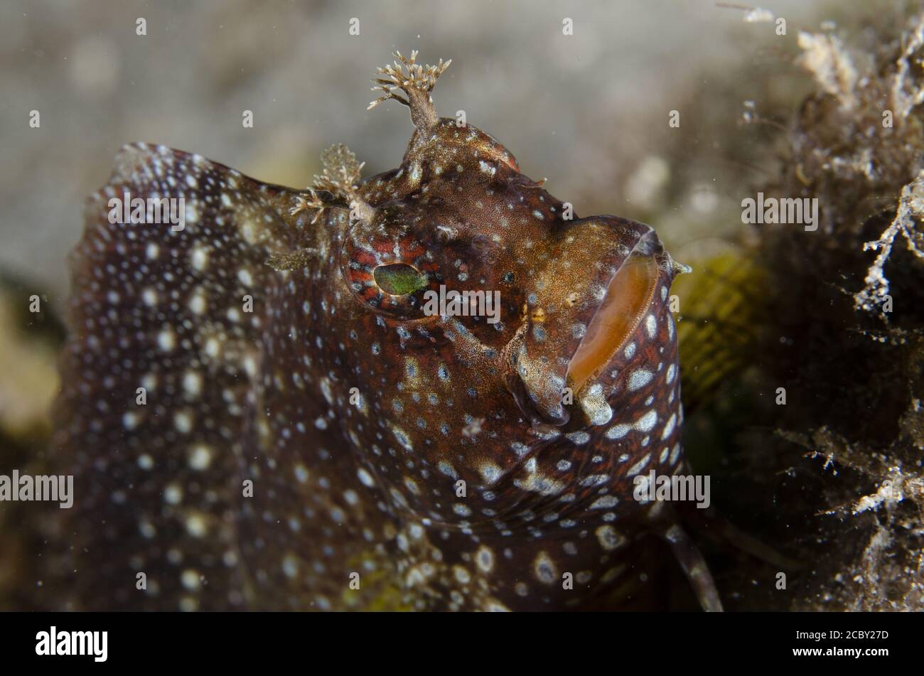 Starry Blenny, Salarias ramosus, Blennidae, Anilao, Batangas ...