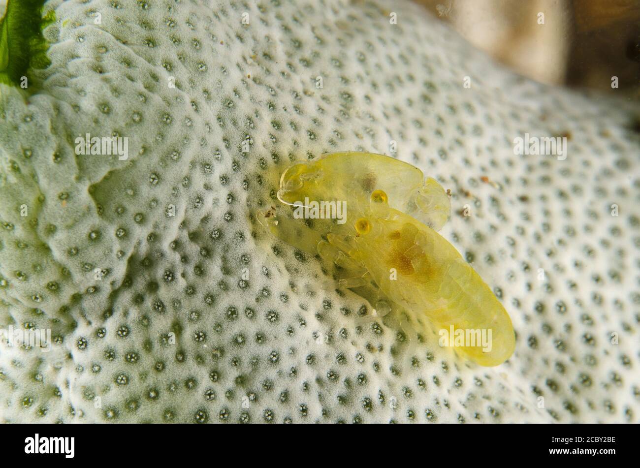 Juvanile red-coral pistol shrimp, Synalpheus charon, Alpheidae, Anilao ...