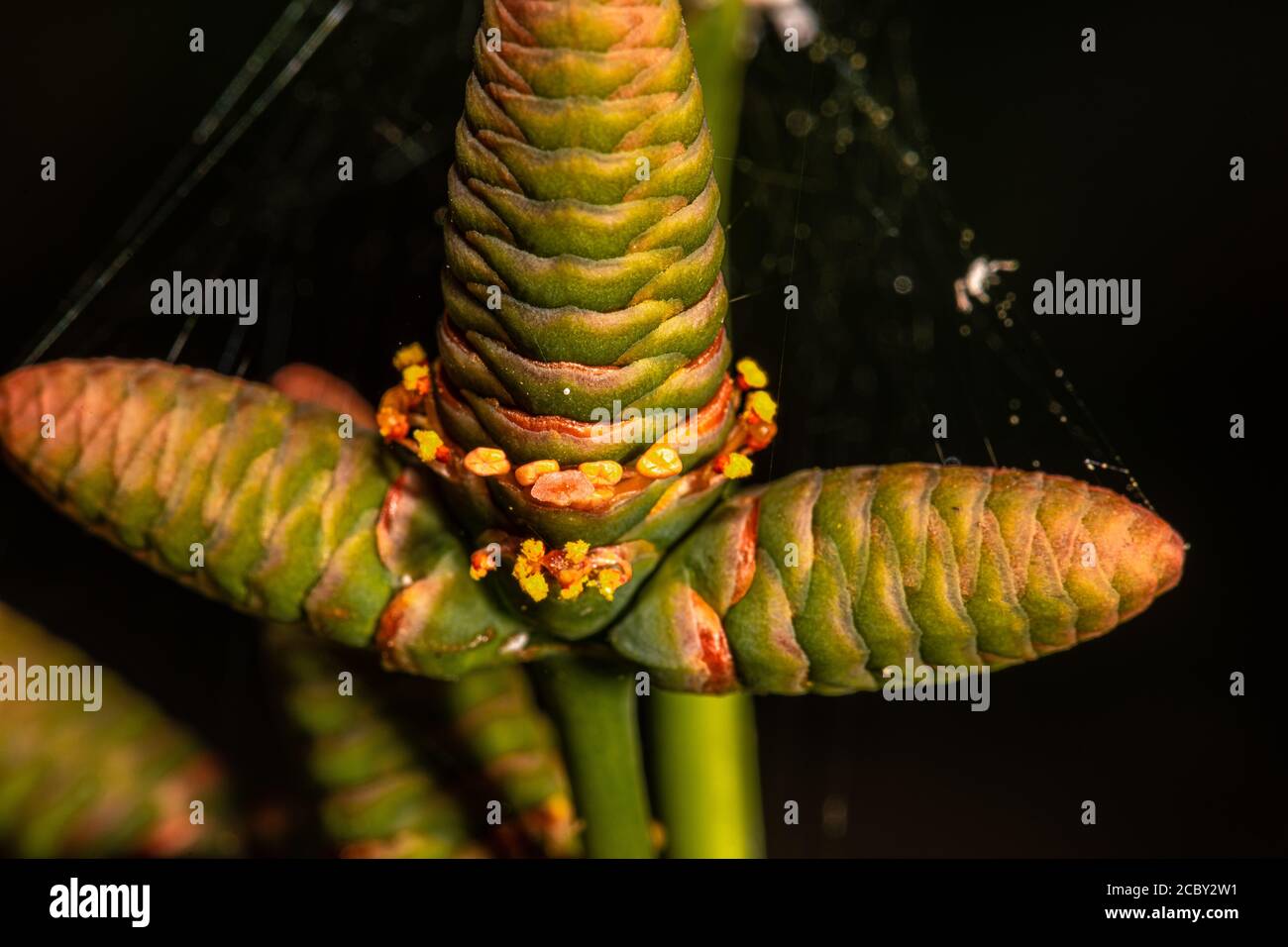Cone from Welwitschia or Tree Tumbo (Welwitschia mirabilis) Plant Stock ...
